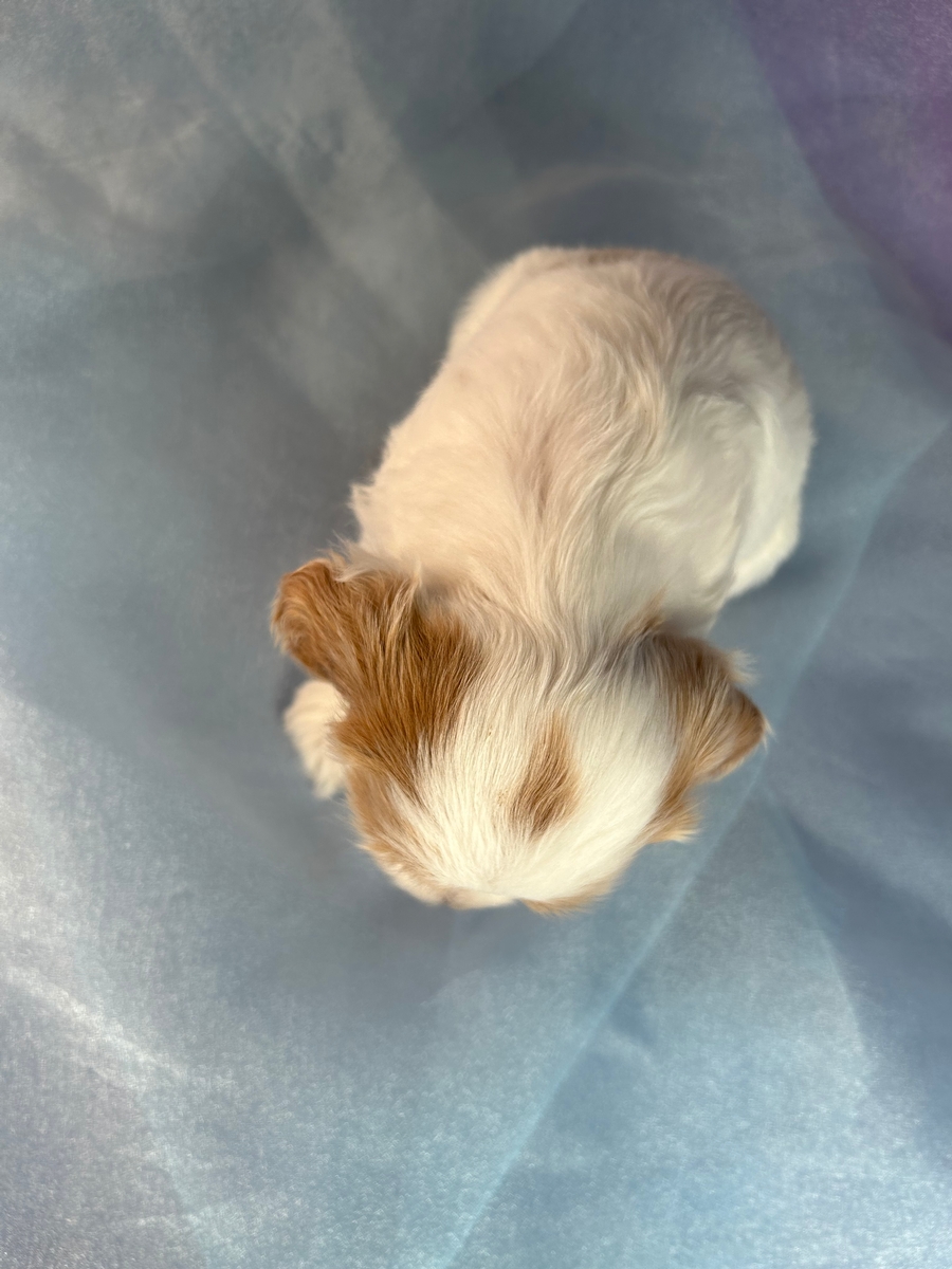 White with Apricot Mini F1b Schnoodle Puppies for Sale