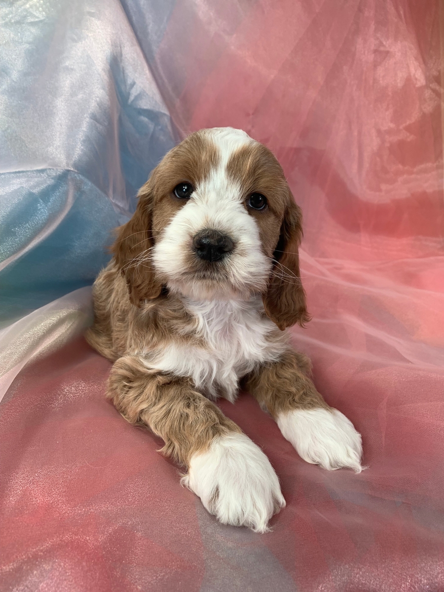 Iowa Cockapoos for Sale, Professional Breeder, White Markings