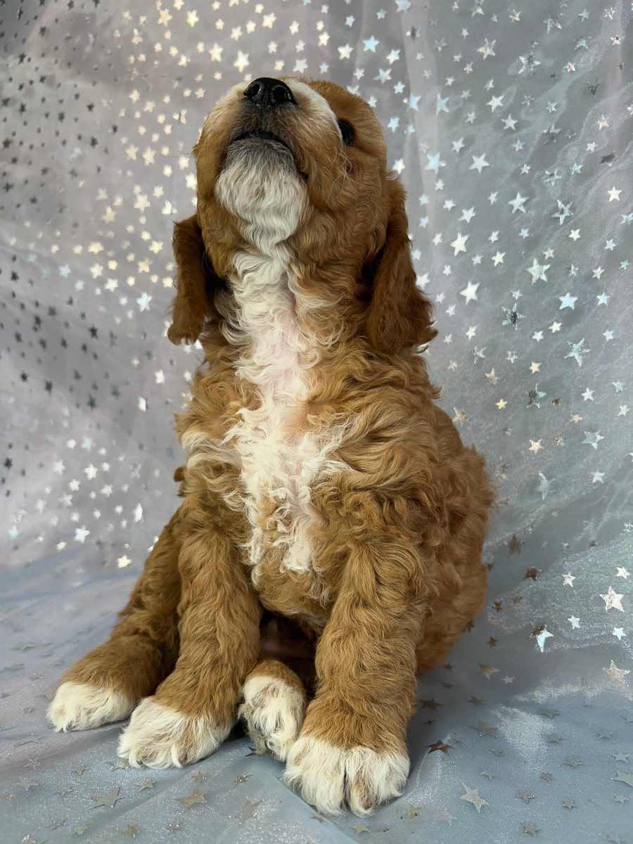 Cockapoo Puppies for Sale