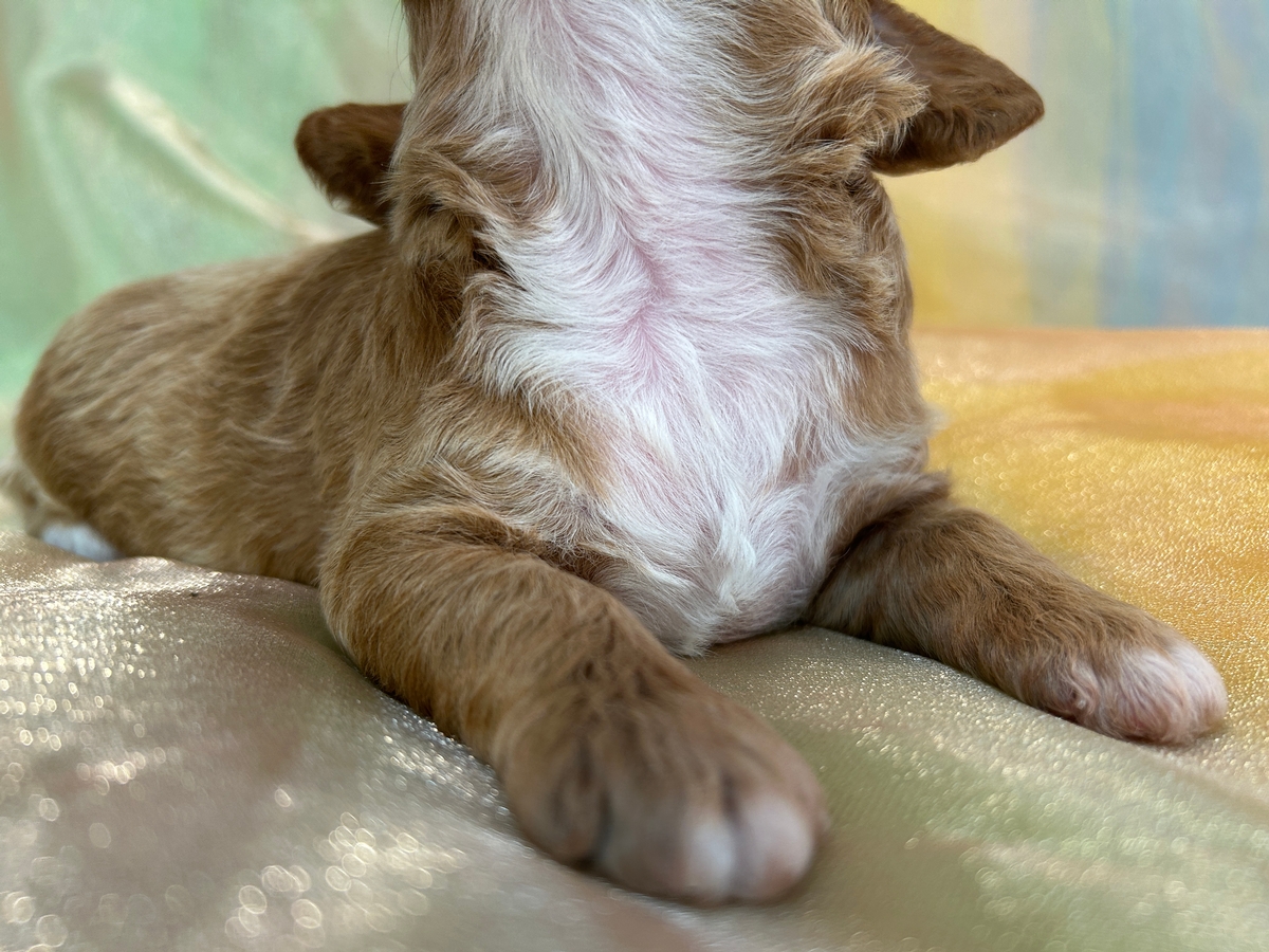 Buff and White Cockapoo Females Available Now!