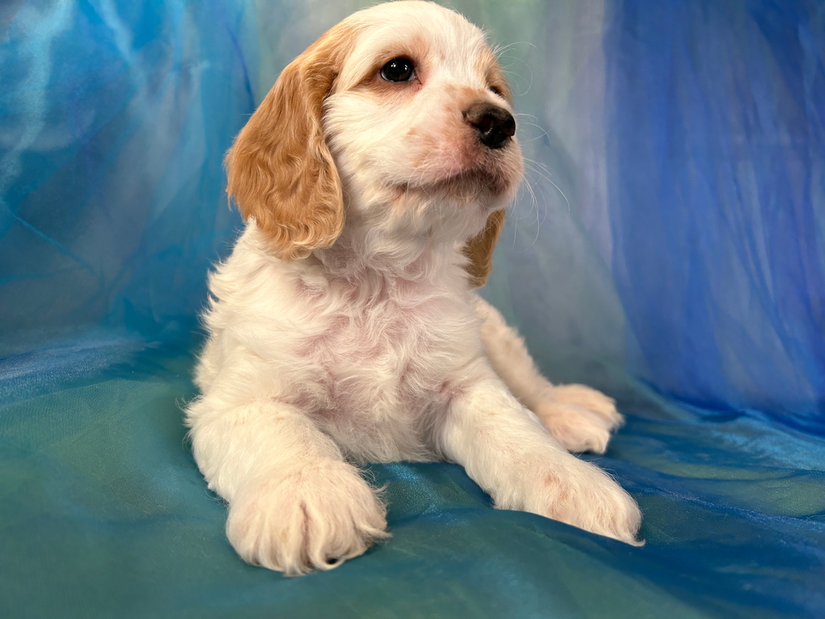 American Cockapoo Puppies for Sale in Iowa, Ready Now!