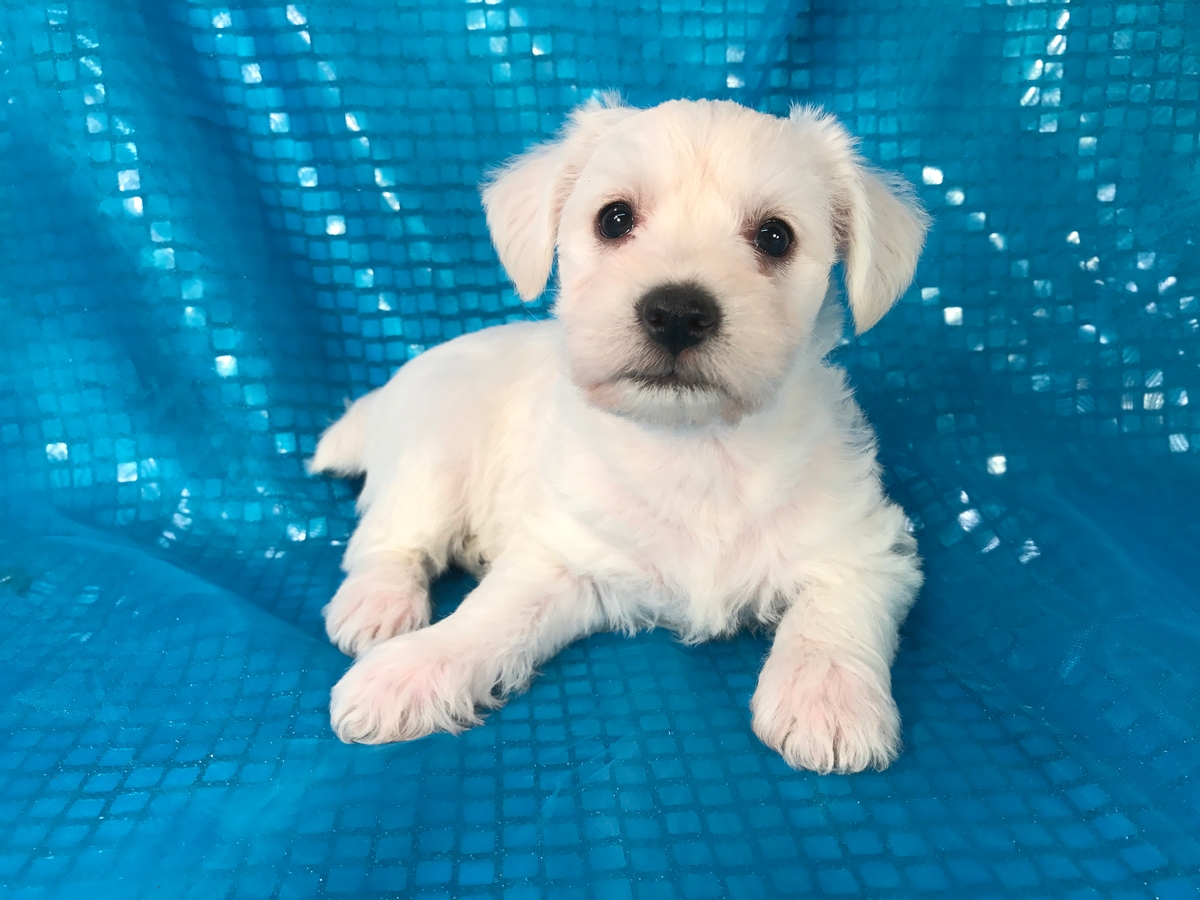 White Miniature Schnoodle Puppies for Sale