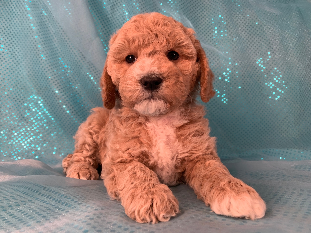 F1b and F1 Cockapoos Available, Professional Iowa Breeders With All Colors