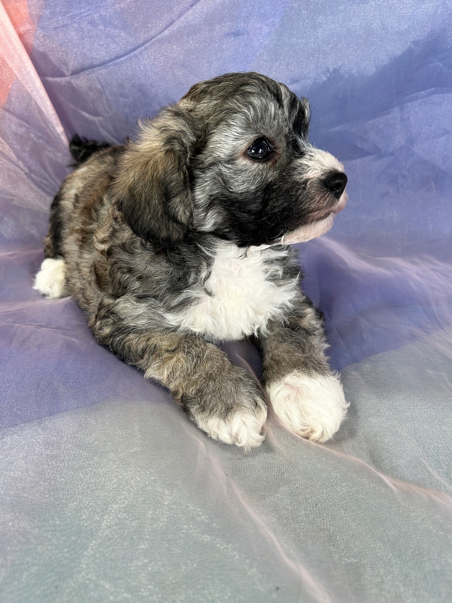 Miniature Schnoodles, Mega Coats Available, F1 Puppies