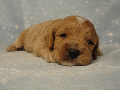 Cockapoo Puppies for Sale by an Iowa Dog Breeder