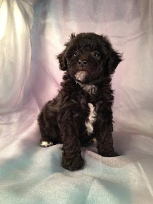 Black and White Female Bichon Poodle puppy for sale in Iowa|Shipping ...
