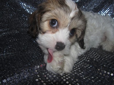 Sable and white Cavachon puppies for sale|Shipping $150|Purebredpups ...