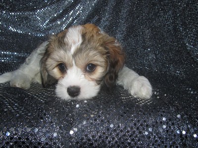 Sable and white Cavachon puppies for sale|Shipping $150|Purebredpups ...