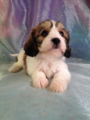 Attention Illinois, Minnesota, Iowa, Wisconsin. Male Cavachon for Sale ...