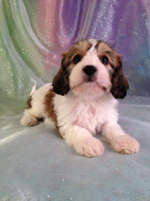 Attention Illinois, Minnesota, Iowa, Wisconsin. Male Cavachon for Sale ...