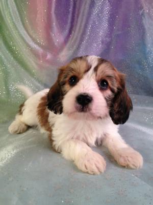 Attention Illinois, Minnesota, Iowa, Wisconsin. Male Cavachon for Sale ...