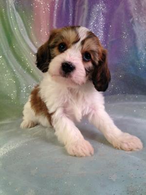 Attention Illinois, Minnesota, Iowa, Wisconsin. Male Cavachon for Sale ...