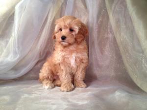 Attention Cockapoo Breeders in FL,ME,MD,MA,NJ,NH,NV,DC,IA,MN,WI,IL,CA ...