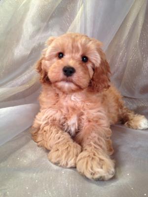 Attention Cockapoo Breeders in FL,ME,MD,MA,NJ,NH,NV,DC,IA,MN,WI,IL,CA ...
