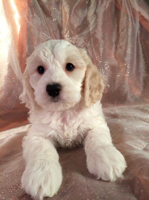 Looking For Cockapoo Puppies In Iowa or Minnesota?