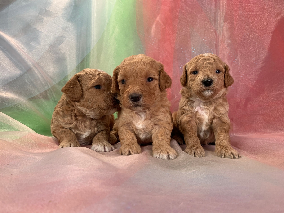 Apricot Bichon Poodle Puppies, Iowa Bichon Poo Breeders