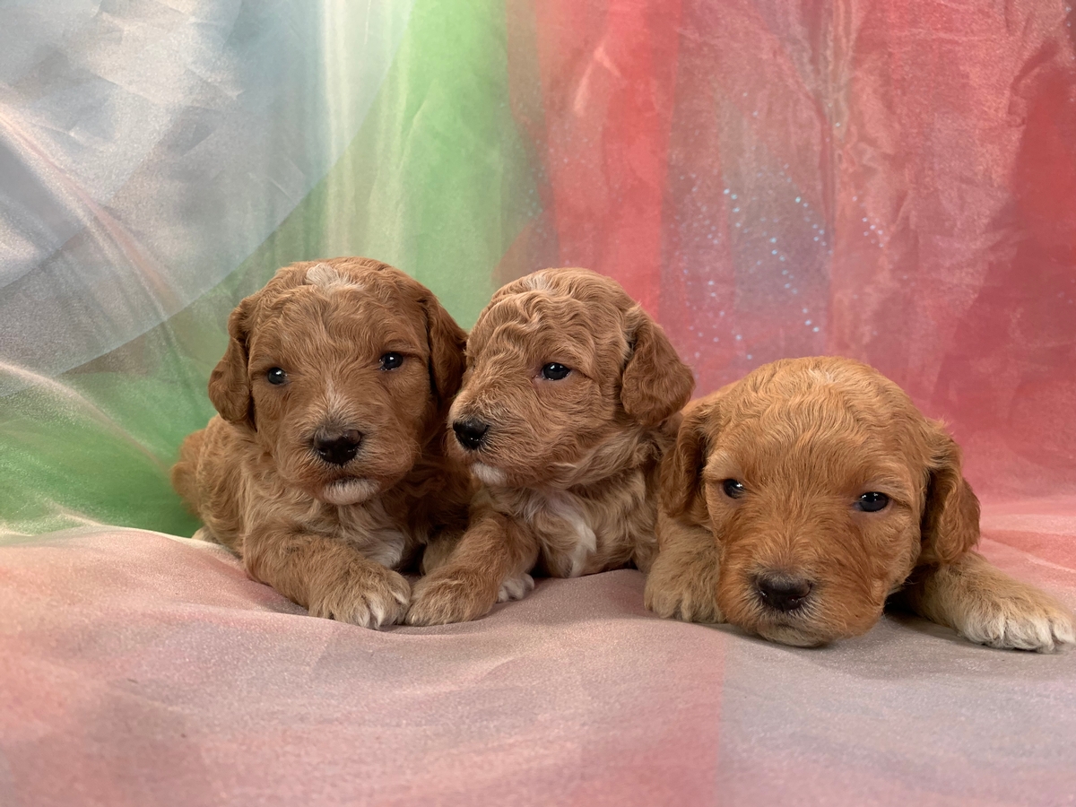 Joice Iowa Puppies at Shirley Gonzalez blog