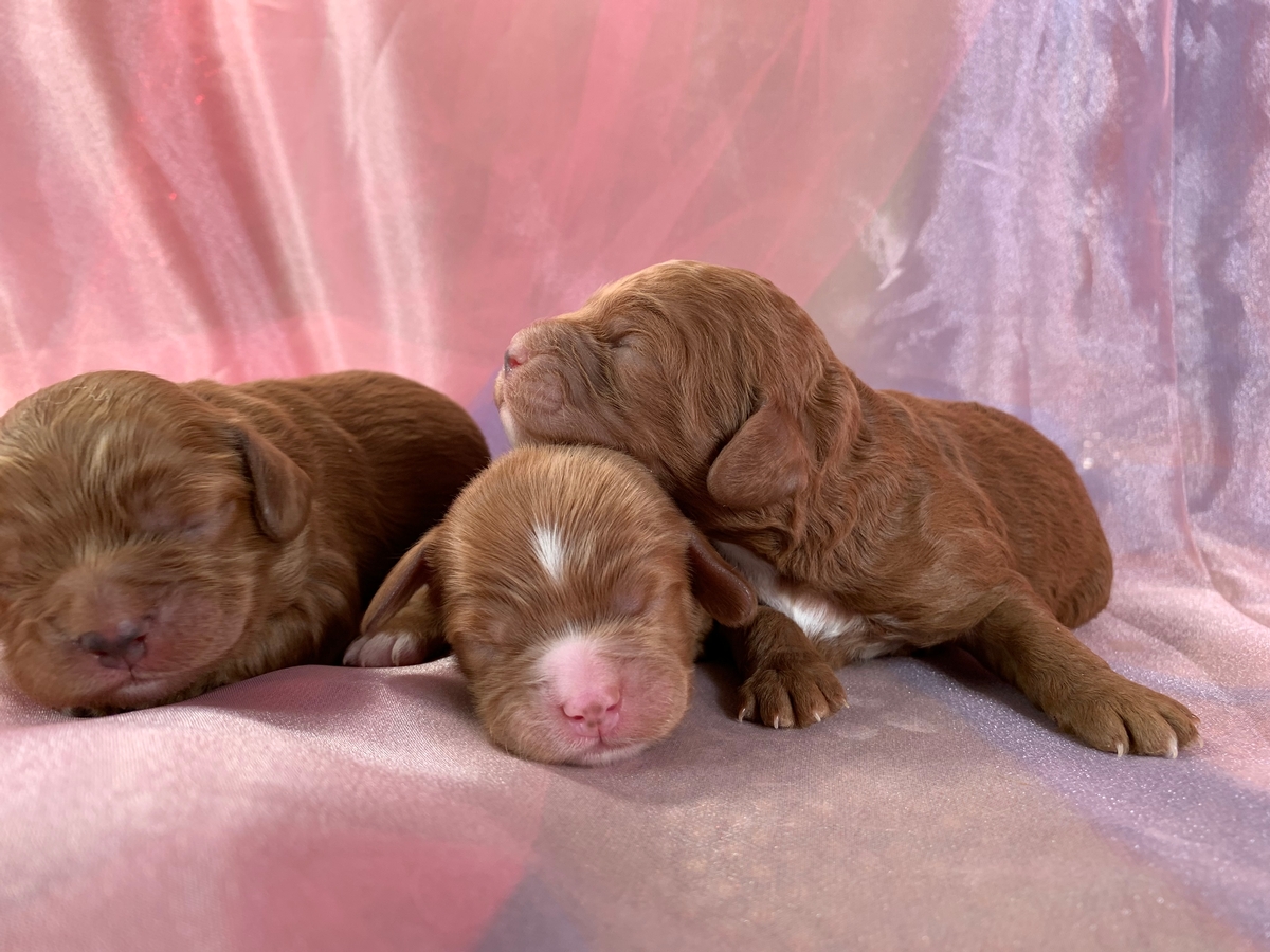 Cockapoo Puppies for Sale, Iowa Breeders, Dark Red, White Markings, $1200.