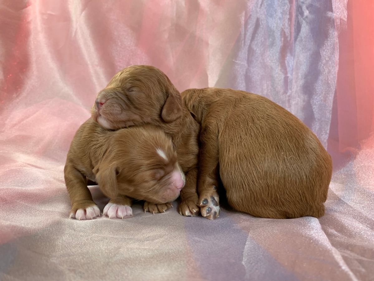 Cockapoo Puppies for Sale, Iowa Breeders, Dark Red, White Markings, $1200.
