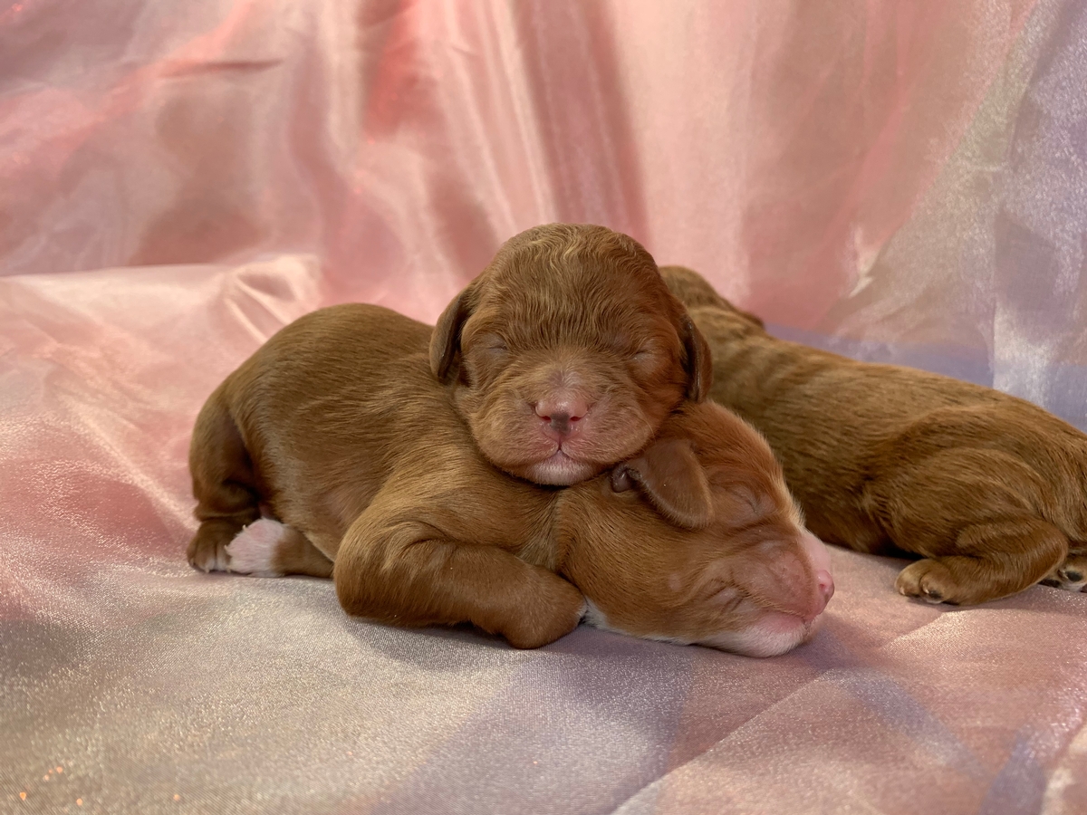 Cockapoo Puppies for Sale, Iowa Breeders, Dark Red, White Markings, $1200.