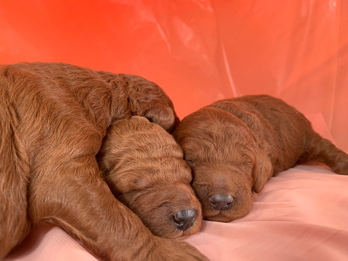 Iowa Breeder Has Dark Red Miniature Goldendoodles Ready Soon!