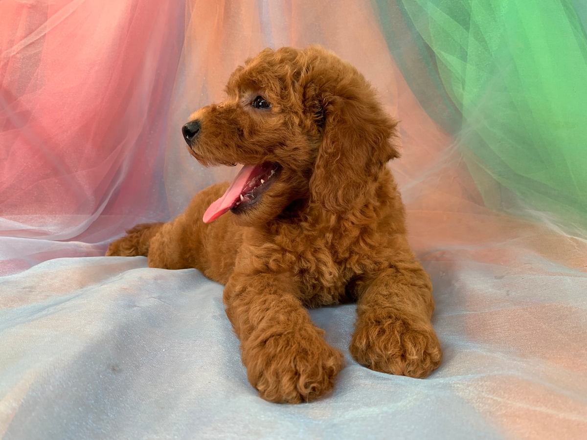 Dark Red Female Miniature Goldendoodles for Sale, Iowa Breeder