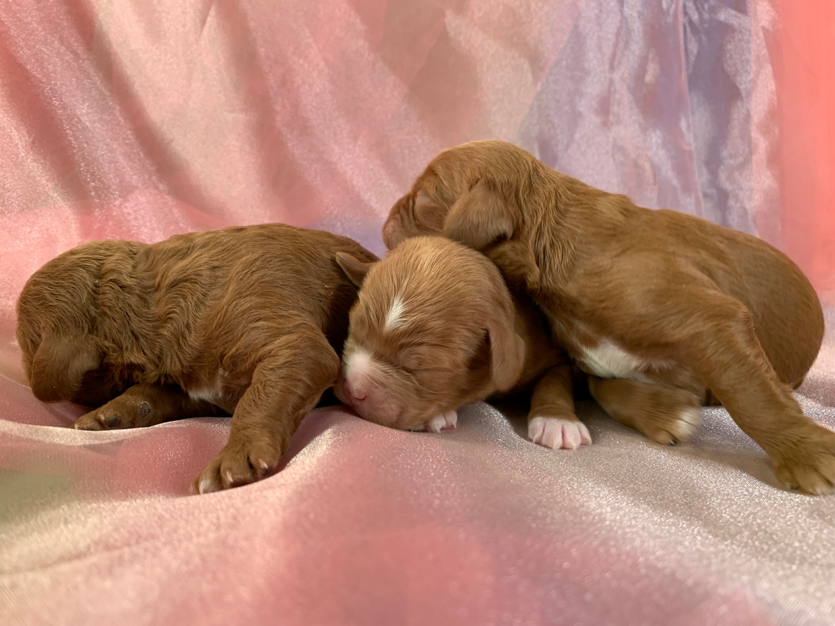 Cockapoo Puppies for Sale, Iowa Breeders, Dark Red, White Markings, $1200.