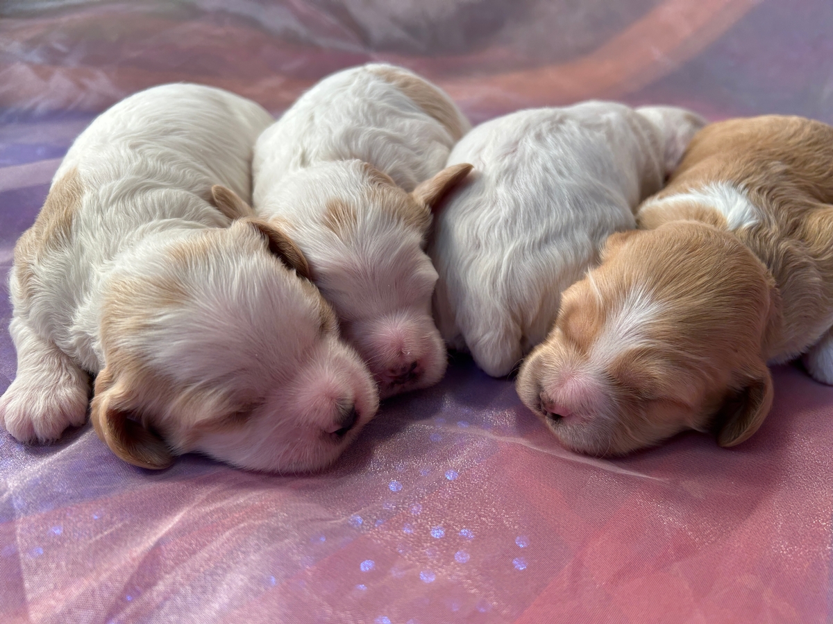 Red and White Cockapoo Puppies for Sale