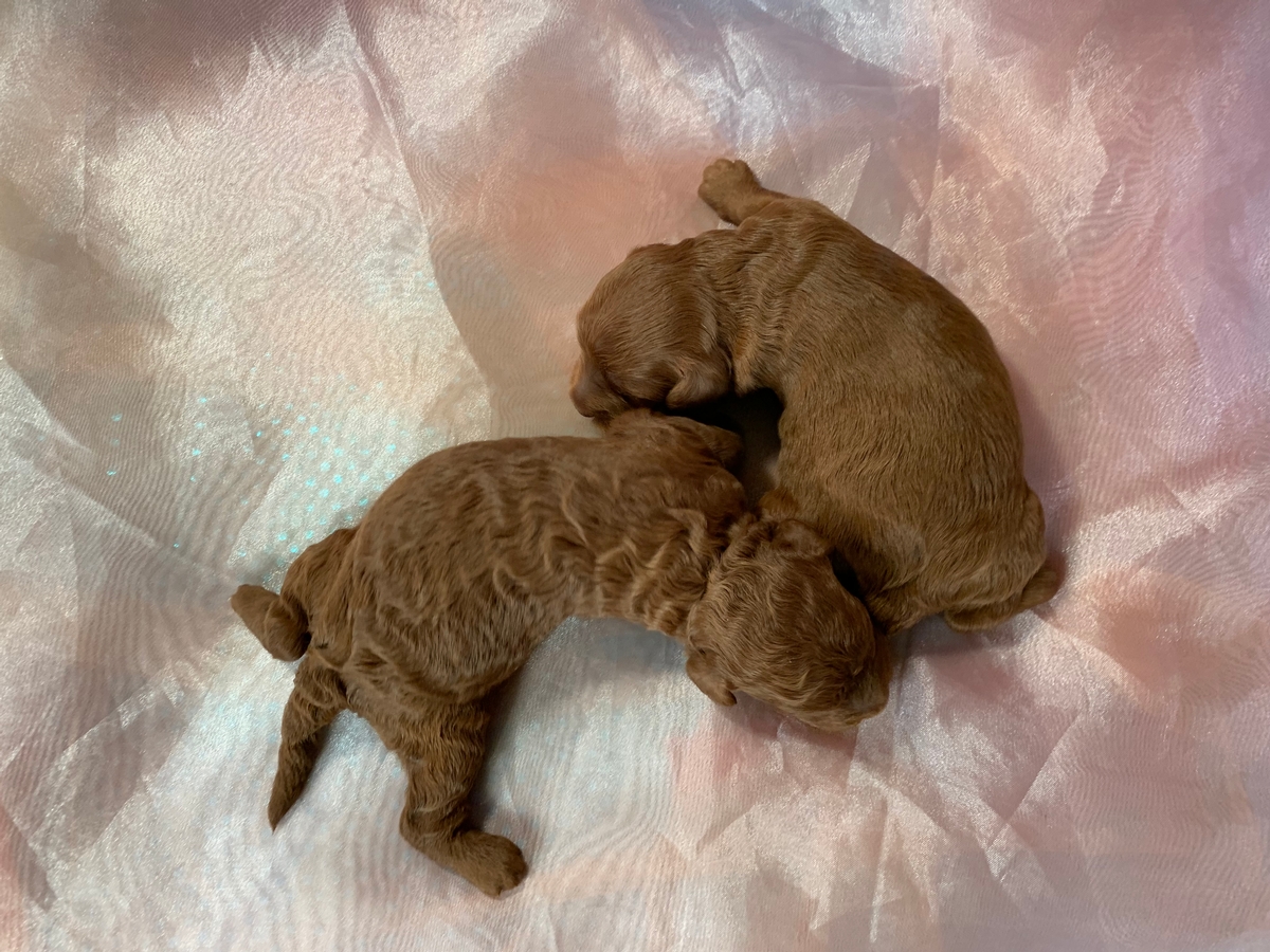 Dark Red Bernedoodle Puppies for Sale, Iowa Bernedoodle Breeders
