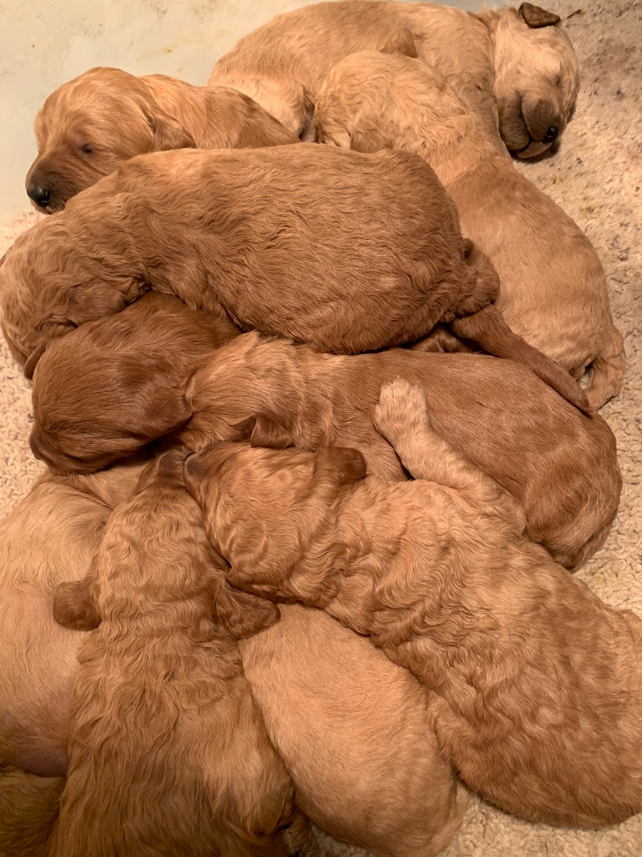 Standard Blonde and Red Labradoodle Breeder, Minnesota and Iowa Breeders