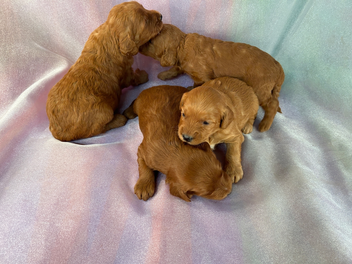 Miniature Goldendoodle Puppies, Red, Golden, Females and Males!
