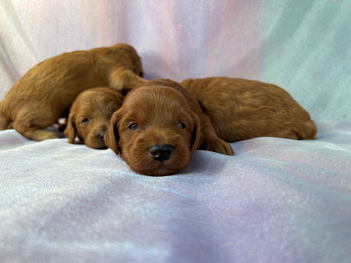 Miniature Goldendoodle Puppies, Red, Golden, Females and Males!