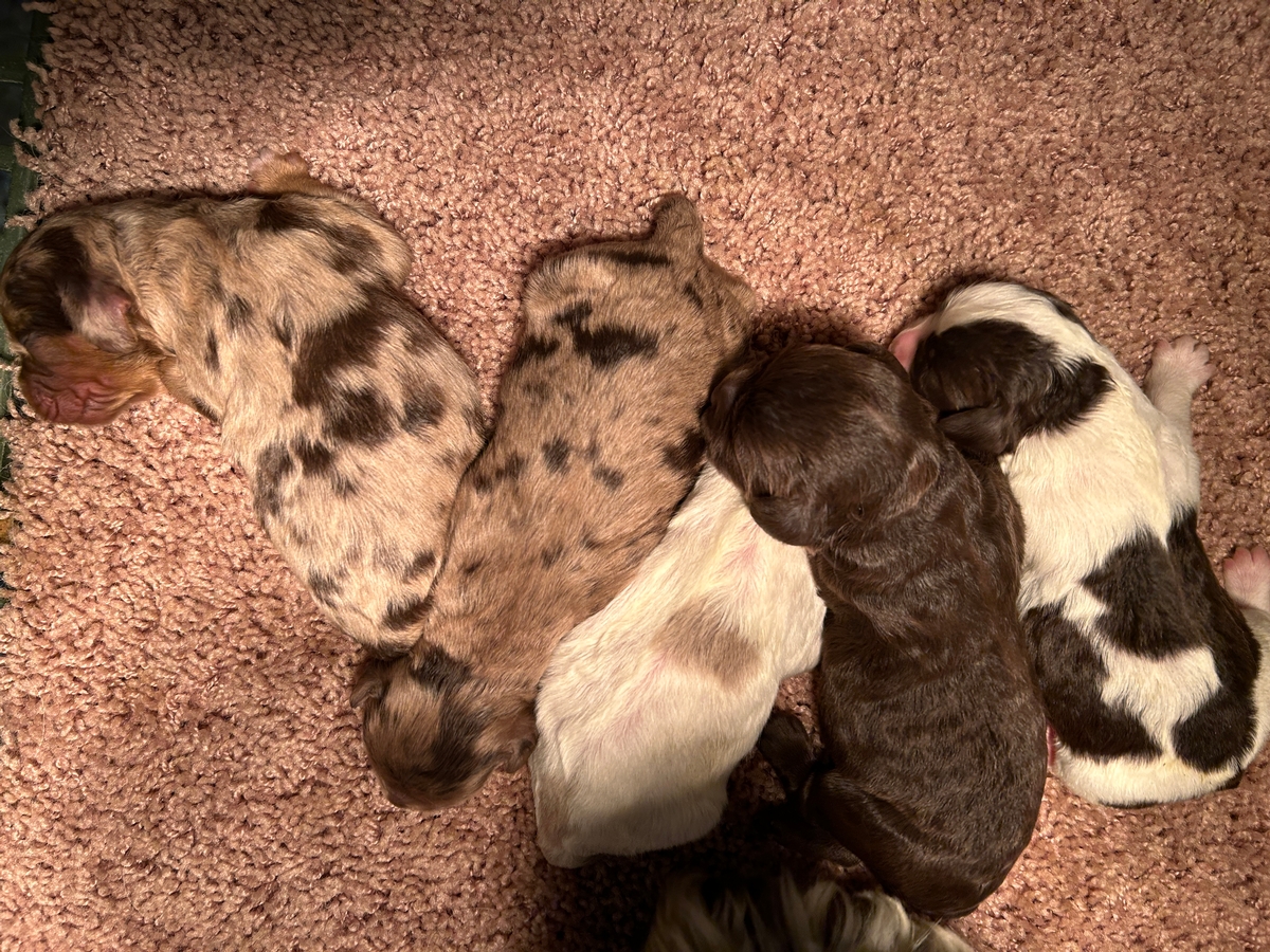 Cockapoo Puppies for Sale, Merle Litter