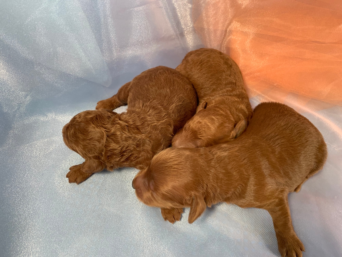Male And Female Mini Goldendoodle Puppies For Sale, Dark Red, Iowa Breeder