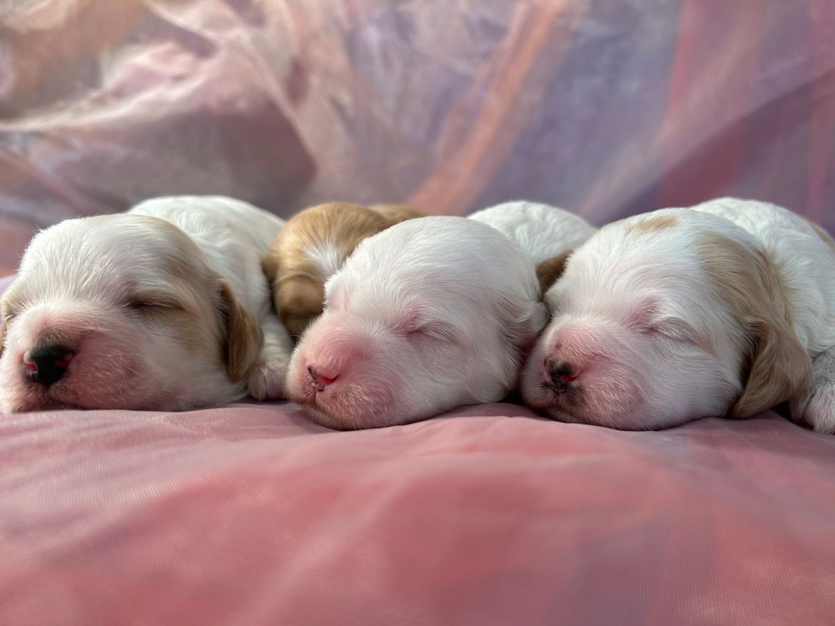 Red and White Cockapoo Puppies for Sale