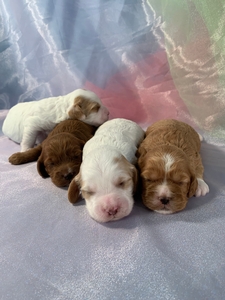 Cockapoo Puppies for Sale | Cockapoo Breeder in Iowa