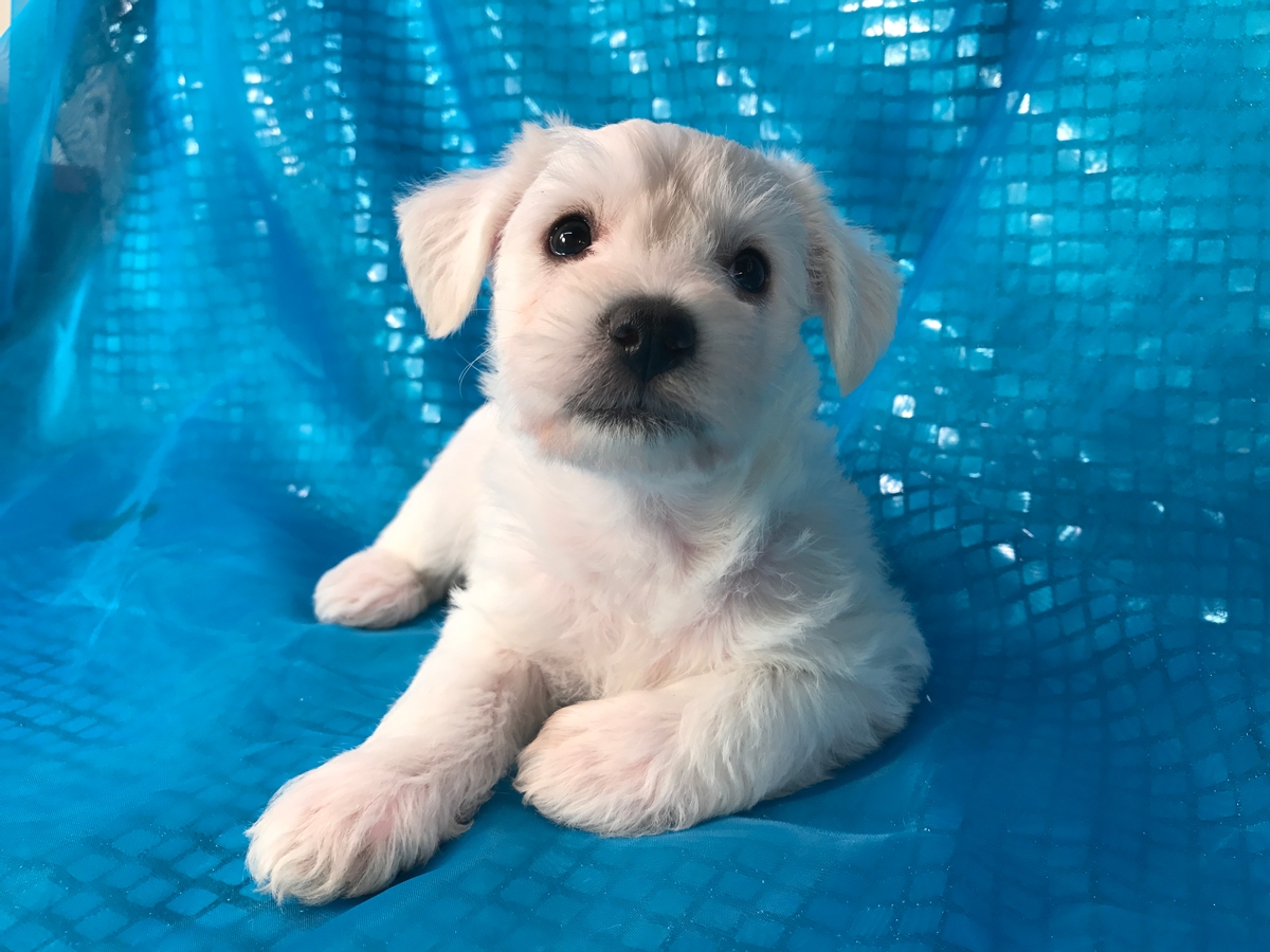 White Miniature Schnoodle Puppies for Sale