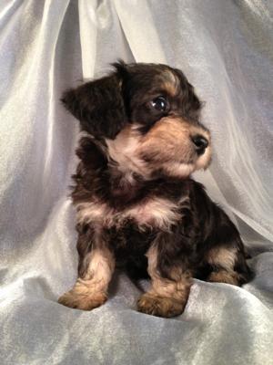 Female Snorkie Puppy for sale|Snorkie Breeder