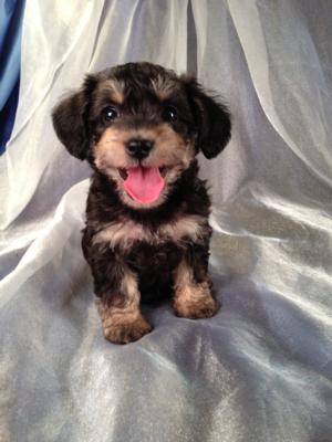 Female Snorkie Puppy for sale|Snorkie Breeder