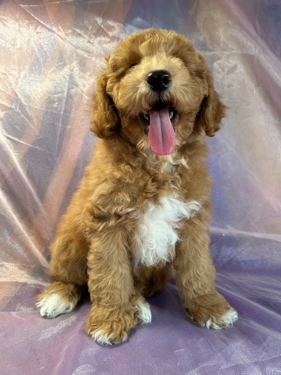 Red F1b Schnoodle Puppy for Sale with White Markings
