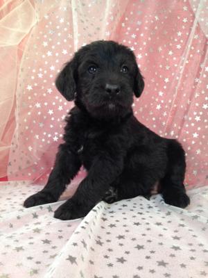 Black Standard Schnoodle Puppies for Sale $750
