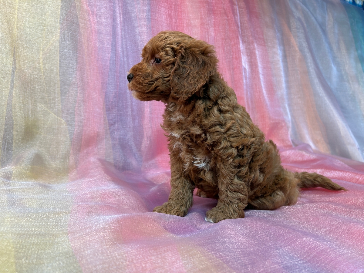 Dark Red Miniature Goldendoodle Breeder